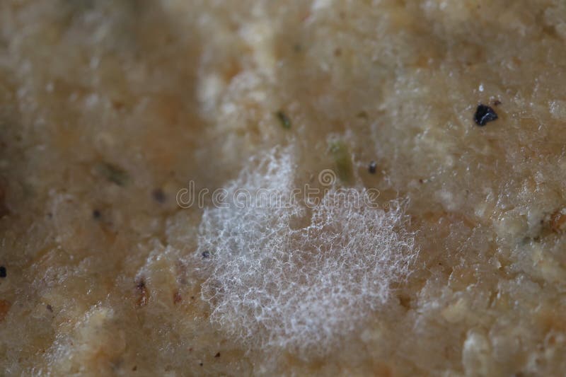 White Mood Texture, Extreme Close Up Stock Image - Image of mildew ...