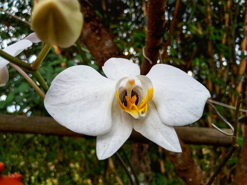 White Moon Orchid Wild Plant Phalaenopsis Amabilis Stock Image - Image ...