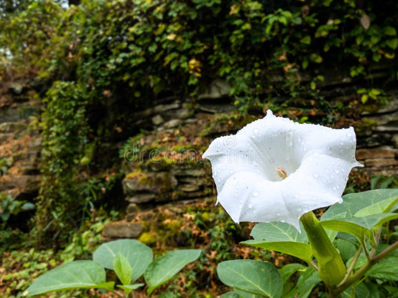 Datura Moonflower stock image. Image of green, autumn - 246382701