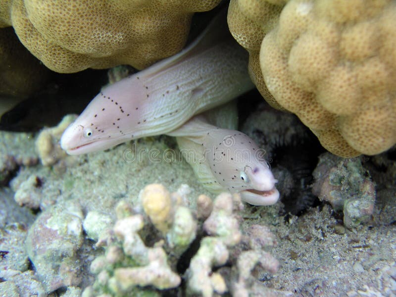 White moray eel stock image. Image of colour, eating - 10450141