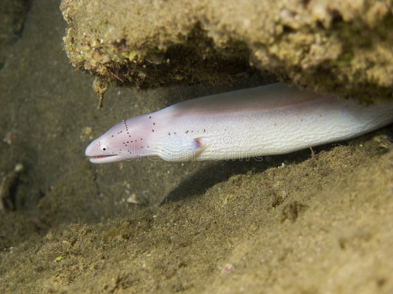 White moray eel stock image. Image of common, face, nature - 10645849