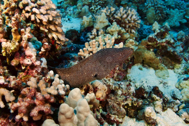 Coral Reef stock photo. Image of underwater, blue, marine - 15020690