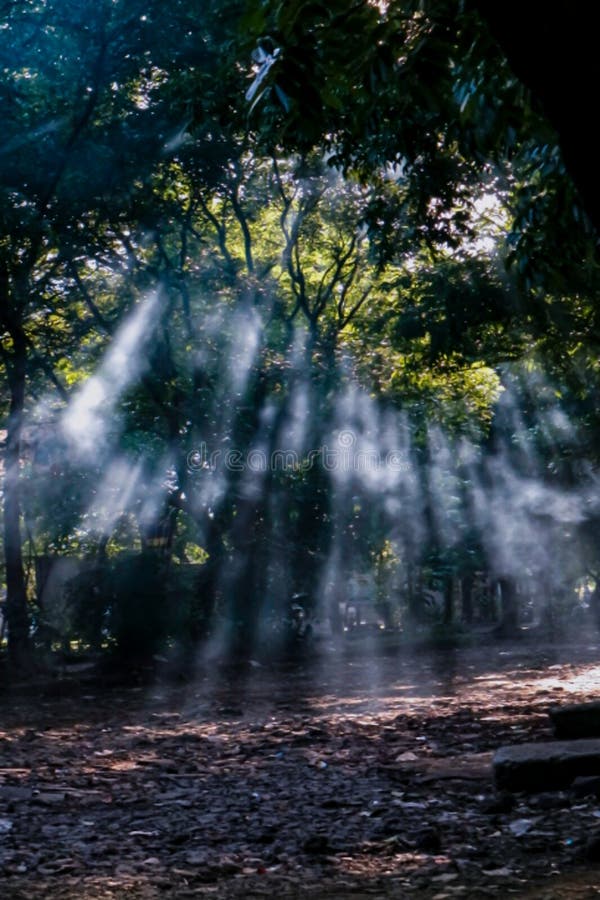 White morning sunlight stock photo. Image of green, morning - 347418504