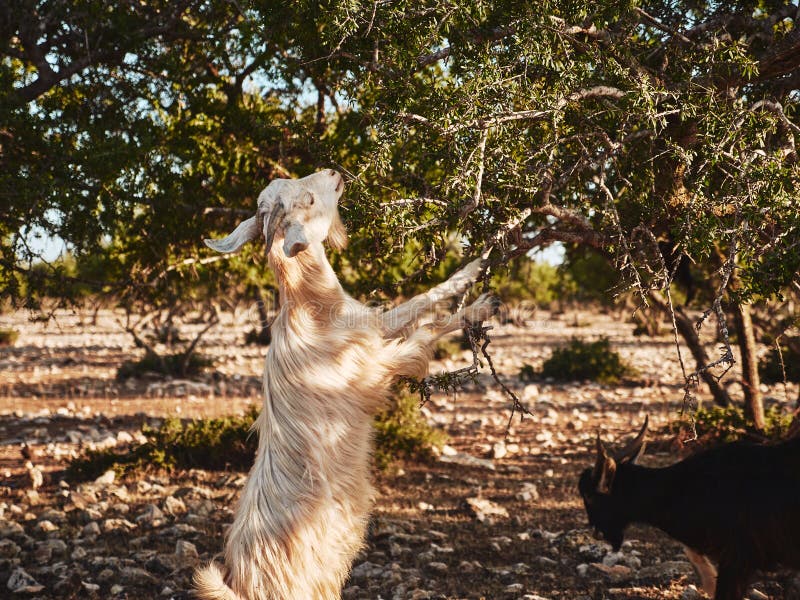 White Moroccan Goat Eats Branches of the Argan Tree Stock Image - Image ...