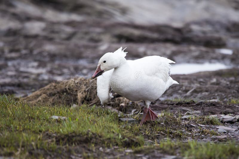 White-morph Snow Goose with Roots Hanging from Its Beak Standing in ...