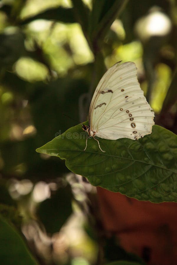 White Morpho Butterfly Morpho Polyphemus Stock Photo - Image of ...