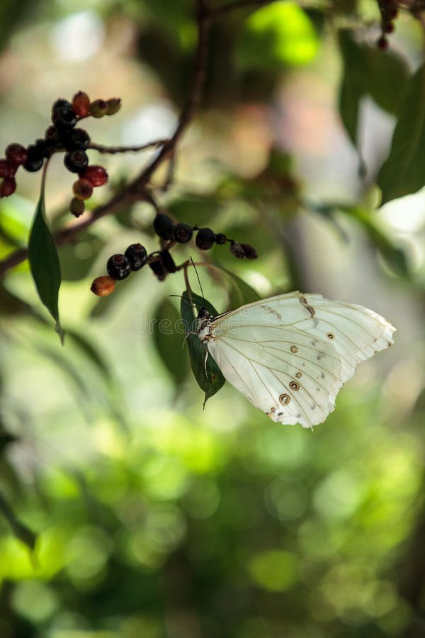 White Morpho Butterfly Morpho Polyphemus Stock Photo - Image of morpho ...