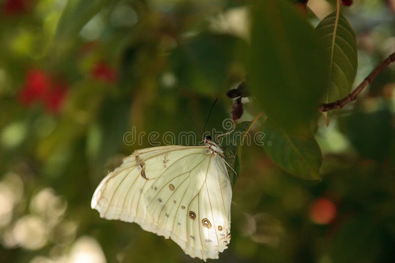 White Morpho Butterfly Morpho Polyphemus Stock Photo - Image of ...