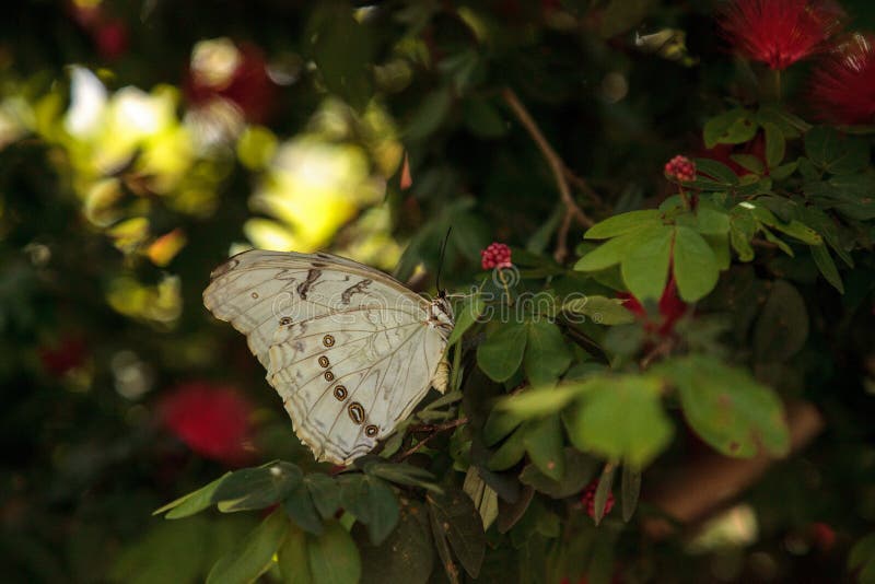 White Morpho Butterfly Morpho Polyphemus Stock Image - Image of insect ...