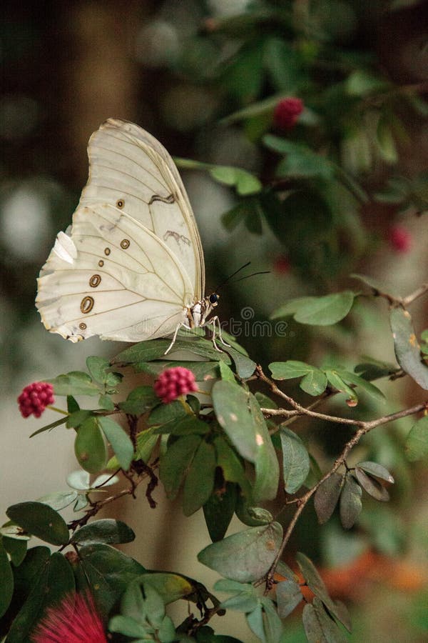 White Morpho Butterfly Morpho Polyphemus Stock Image - Image of ...