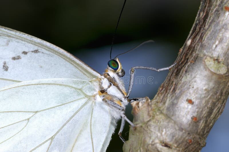 White Morpho, Morpho Polyphemus Stock Photo - Image of morpho, bessonia ...