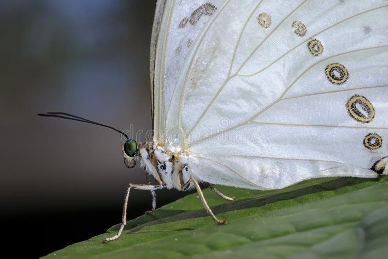 White Morpho, Morpho Polyphemus Stock Image - Image of nature, bessonia ...