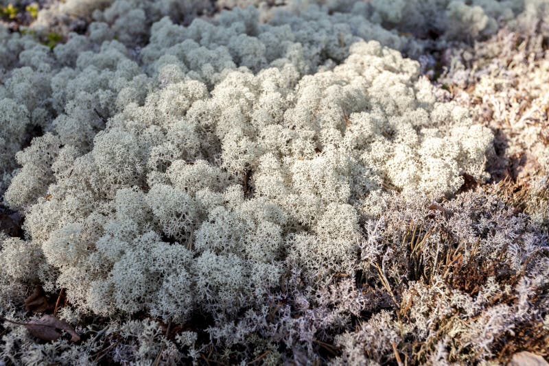 White Moss Background in Nature.Moss and Lichen in the Pine Forest ...