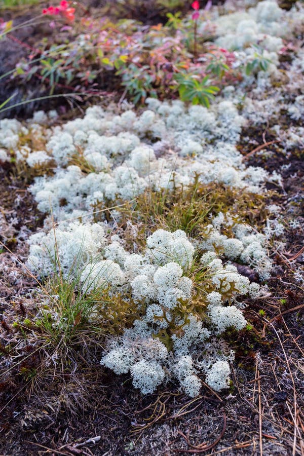 White Moss Close-up, in the Forest Stock Image - Image of nature ...
