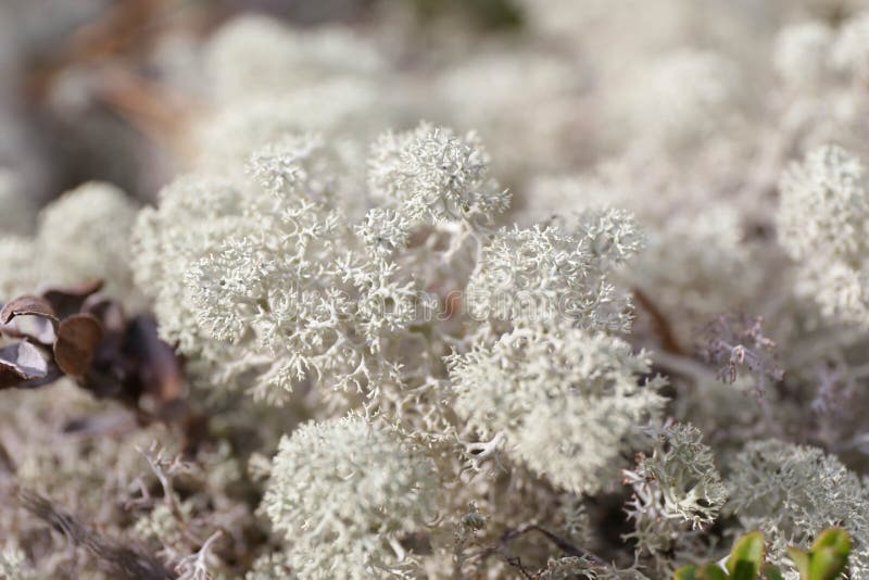 White moss stock image. Image of ground, moss, white - 33647991