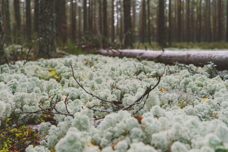 White Moss in the Dense Forest Stock Image - Image of moss, bokeh ...