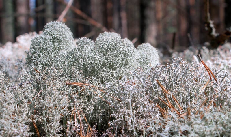 White Moss on a Forest Glade Stock Image - Image of closeup, cladonia ...