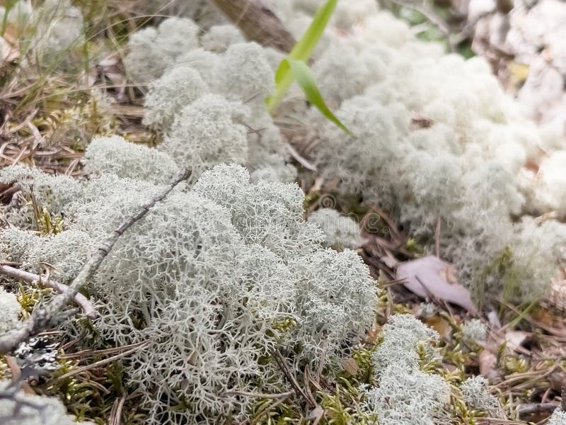 White Moss in the Forest. Sphagnum. Close-up Stock Photo - Image of ...