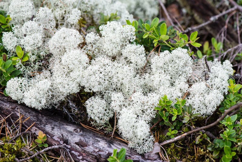 White Moss on Green Background Stock Image - Image of dark, forest ...
