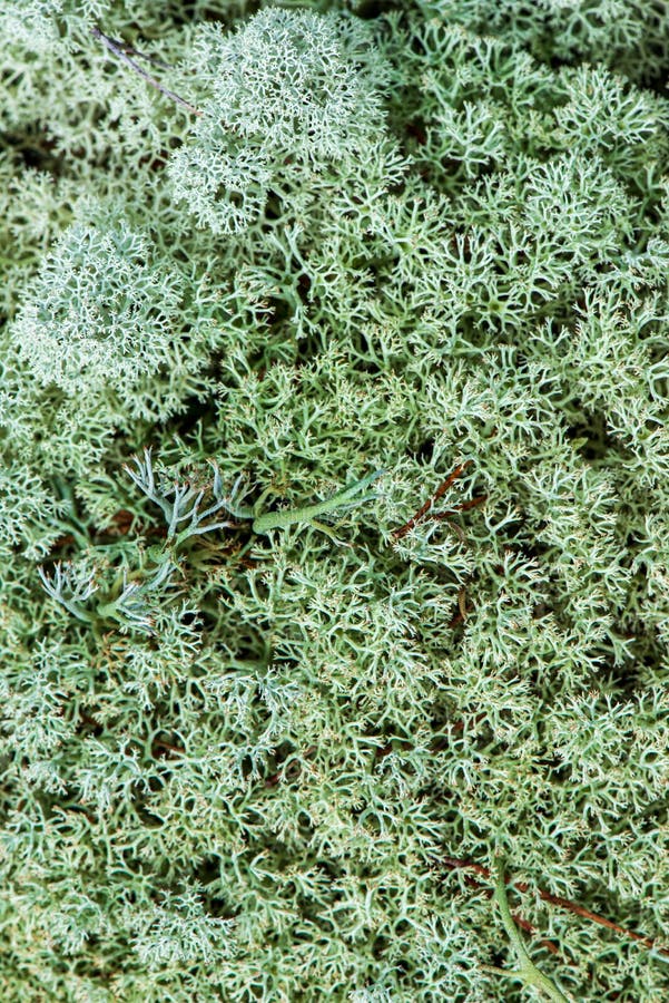 White Moss Growe in Summer Forest Stock Image - Image of moss, shoot ...