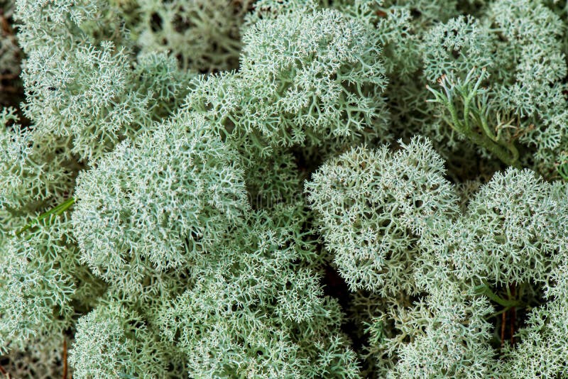 White Moss Growe in Summer Forest Stock Image - Image of person, white ...