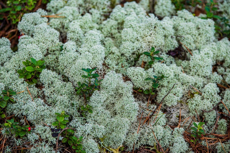 White Moss Growe in Summer Forest Stock Photo - Image of frost, branch ...