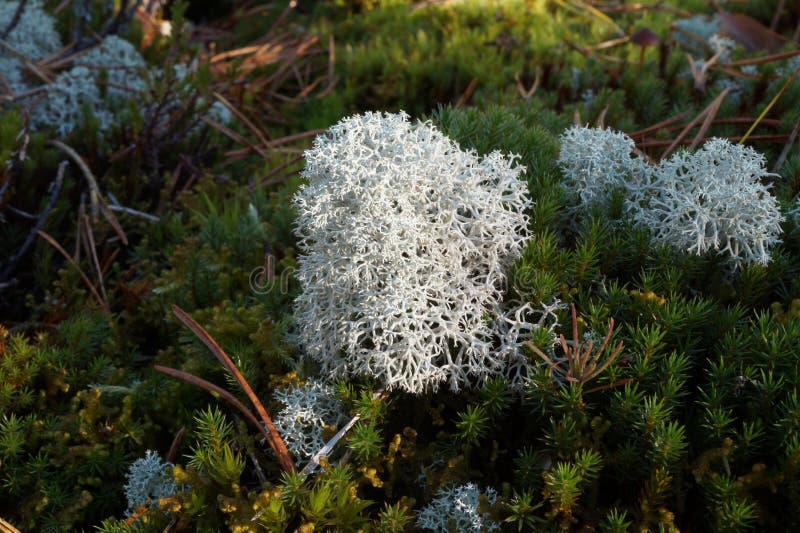 White moss stock image. Image of forrest, nature, beautiful - 78155691