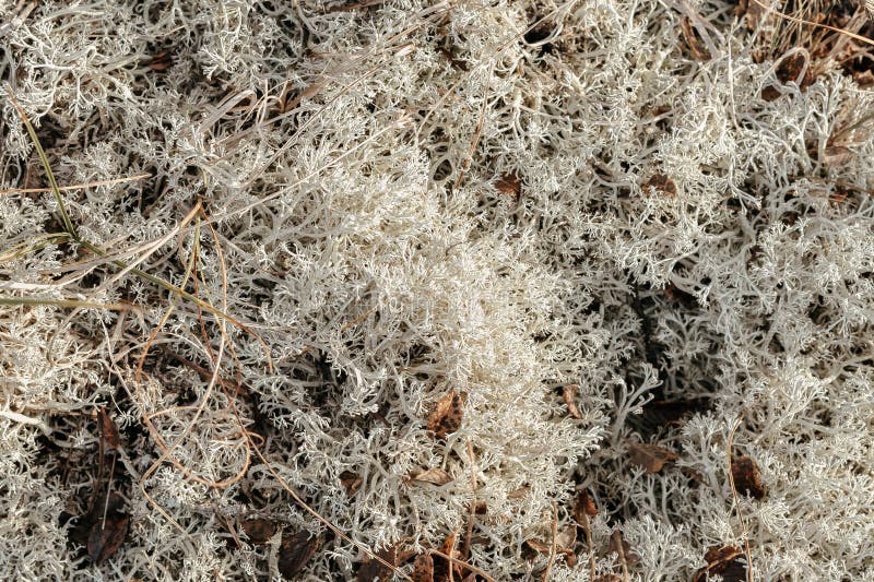 Frosted Grass Glistening in the Morning Light Against Blurry Backdrop ...