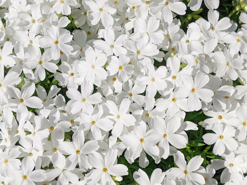 White Moss Phlox Subulata Maischnee Bloom in a Garden in May Stock ...