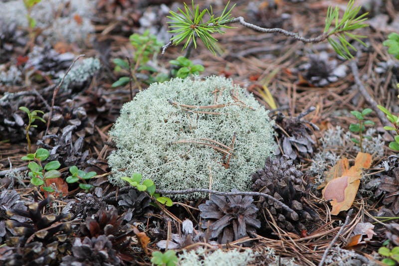 White moss. stock image. Image of moss, wood, plants - 66411947