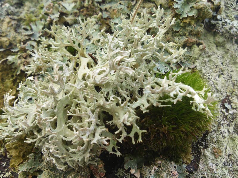 White moss on tree stock image. Image of leaves, outdoor - 80983947