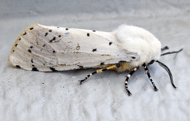 Two Moths stock image. Image of background, bordered - 16694035