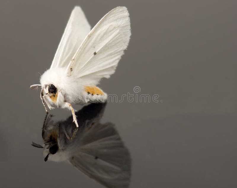 American White Moth stock image. Image of wild, macro - 25234225