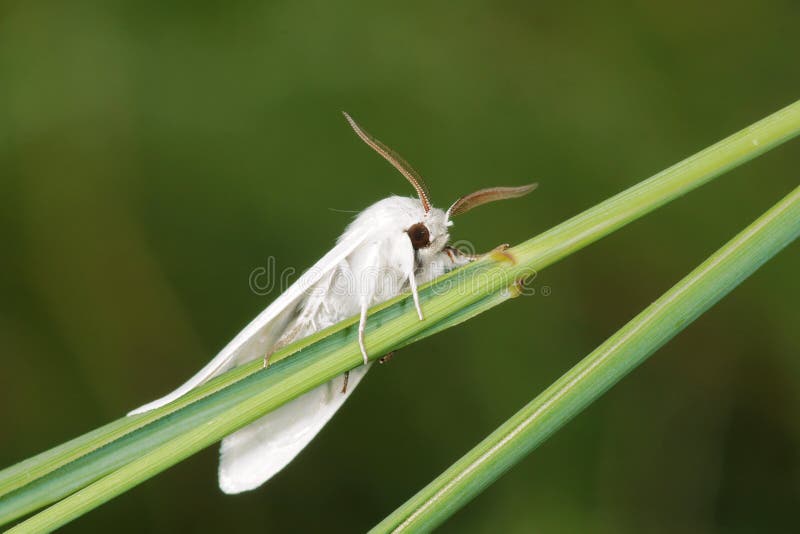 White moth stock photo. Image of artistic, exotic, detail - 31197766