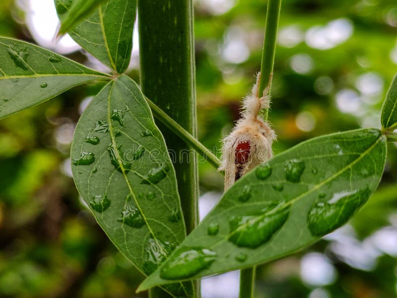 White moth enjoying rain stock image. Image of white - 179817873
