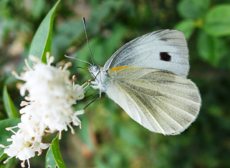 White moth stock photo. Image of artistic, exotic, detail - 31197766