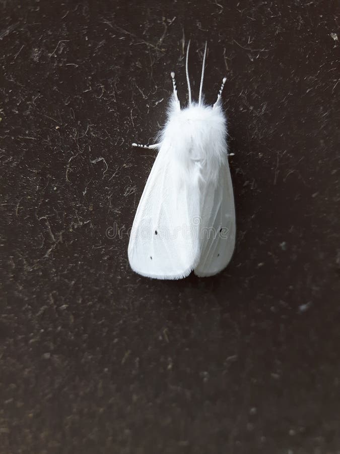 White fluffy moth stock photo. Image of butterfly, plant - 179828410