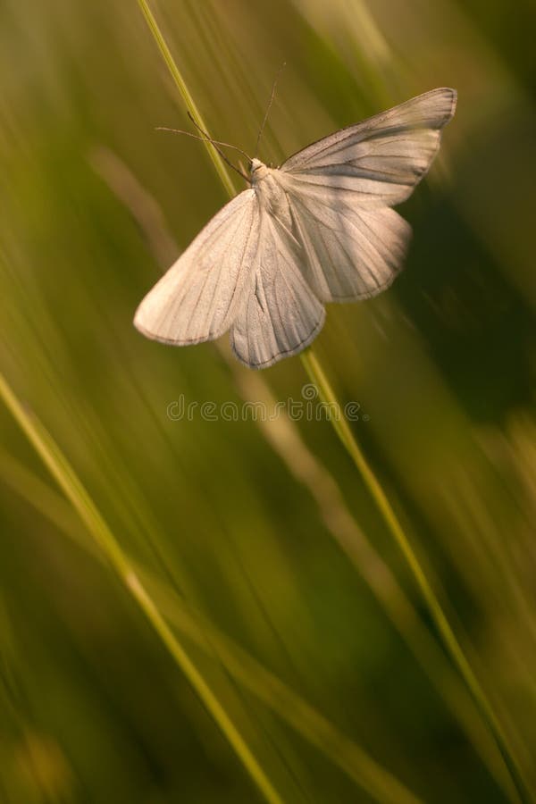 White moth stock photo. Image of artistic, exotic, detail - 31197766