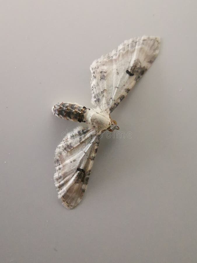White moth stock photo. Image of insect, white, moth - 163379204