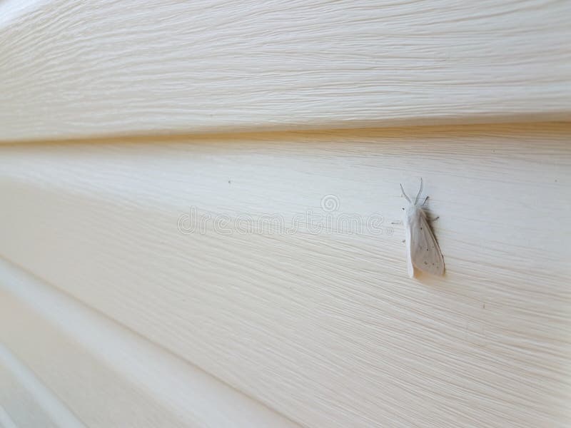White Moth Insect with Wings on White House Siding Stock Photo - Image ...