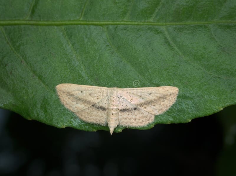 White Moth Perched on the Leaf Stock Photo - Image of idaeaaversata ...
