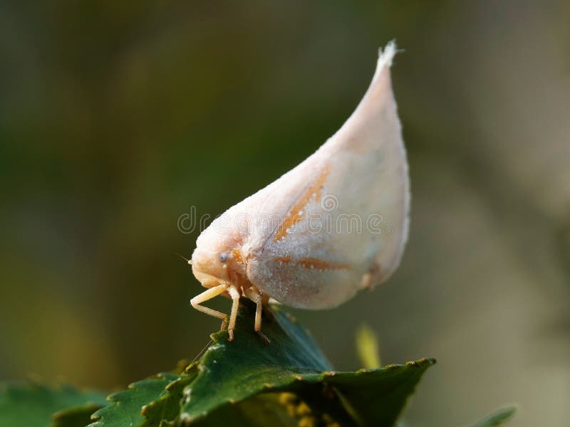 A White Moth on the Leaf of a Plant Looking Up at the Sky Stock Image ...