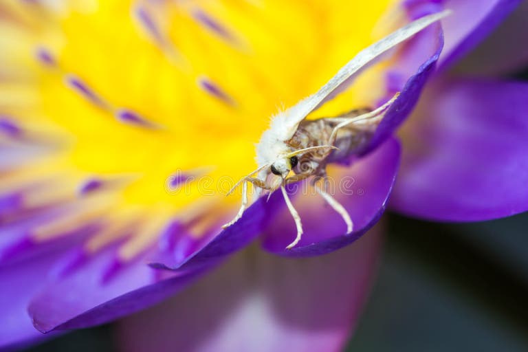 White moth on purple lotus stock image. Image of pattern - 73480527
