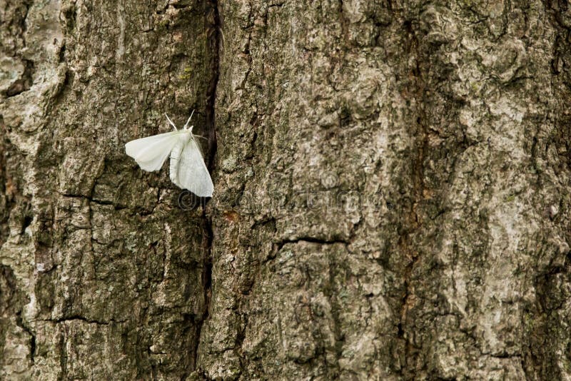 White Moth on the Bark of an Oak Tree Stock Image - Image of insect ...