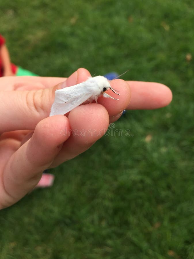 White moth stock photo. Image of hand, white, snow, pretty - 126737936