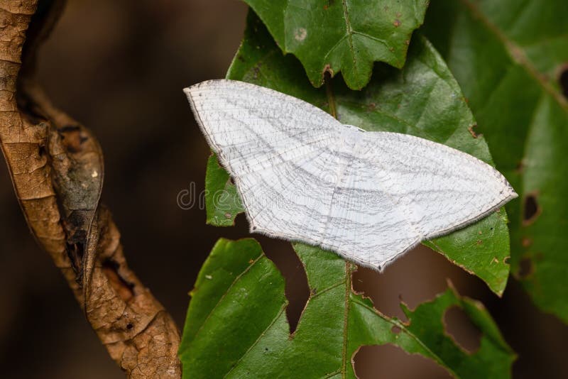 White Moth Standing on Tree Leaf Stock Photo - Image of butterfly ...