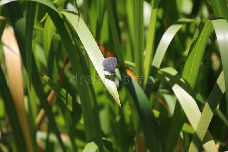 A White Moth Standing on a Wide Green Grass Stalk Stock Photo - Image ...