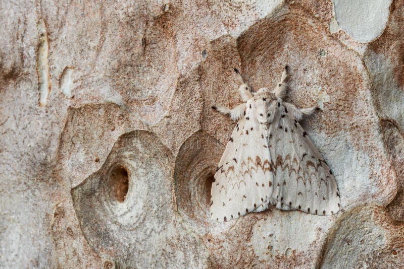 White moth on tree bark stock photo. Image of closeup - 29514012