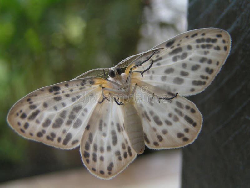 White Moth stock photo. Image of insect, flight, white - 34897680
