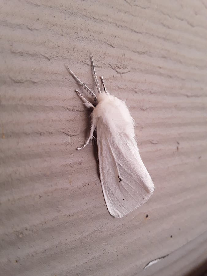 White moth stock photo. Image of home, leaf, pattern - 246450936